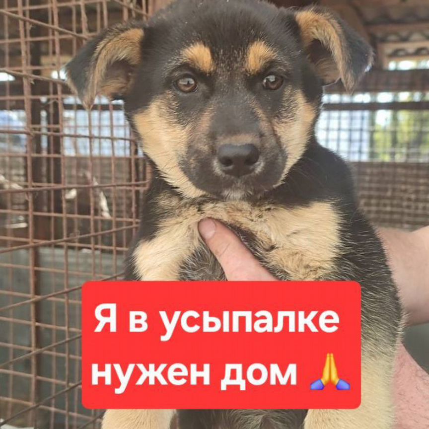 Щенок в добрые руки