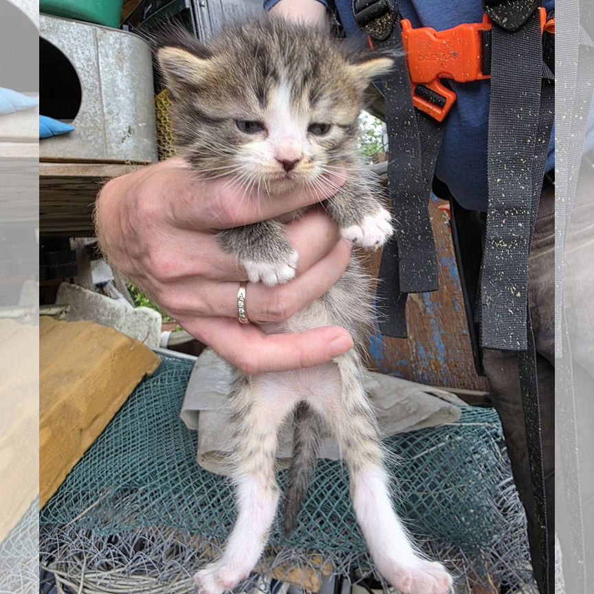 Котёнок в добрые руки