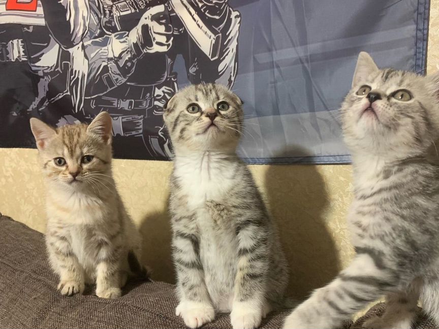 Котята красивые породистые
