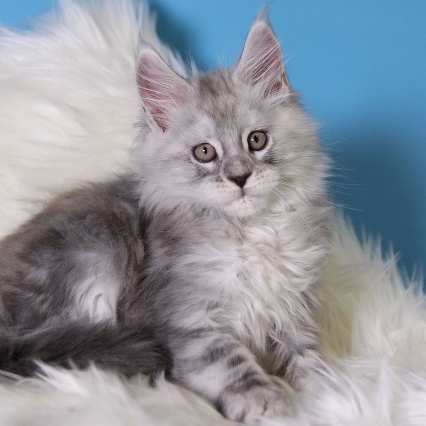 Мейн кун котик