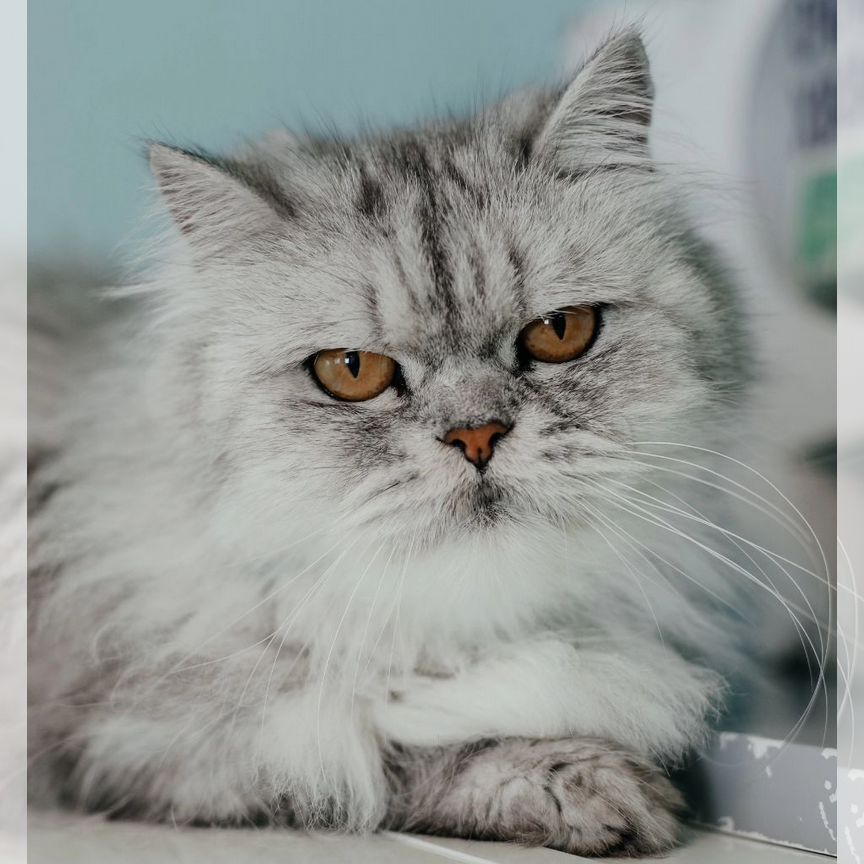 Кошка Виолетта ищет дом