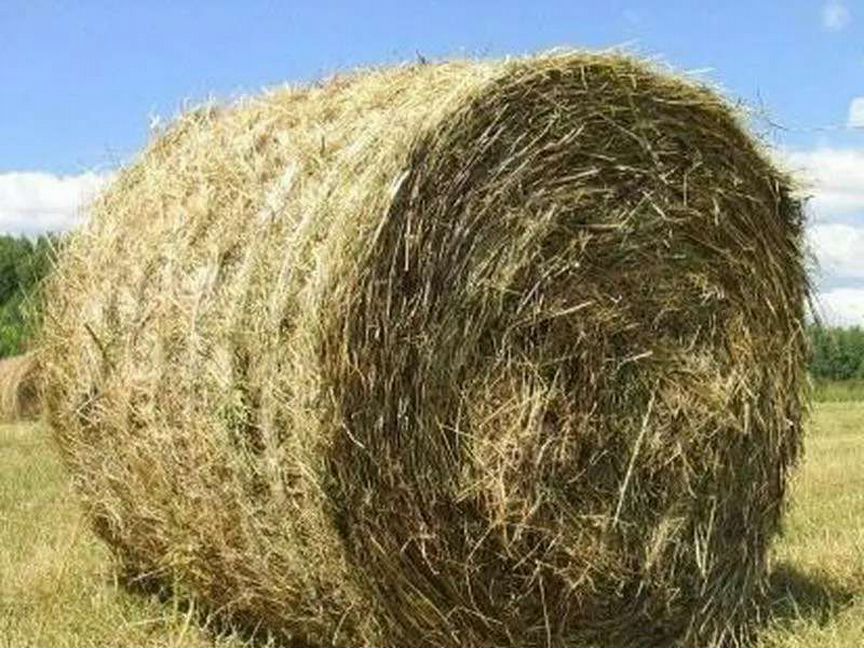 Сено в тюках