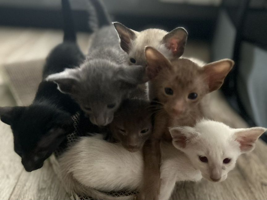 Котята