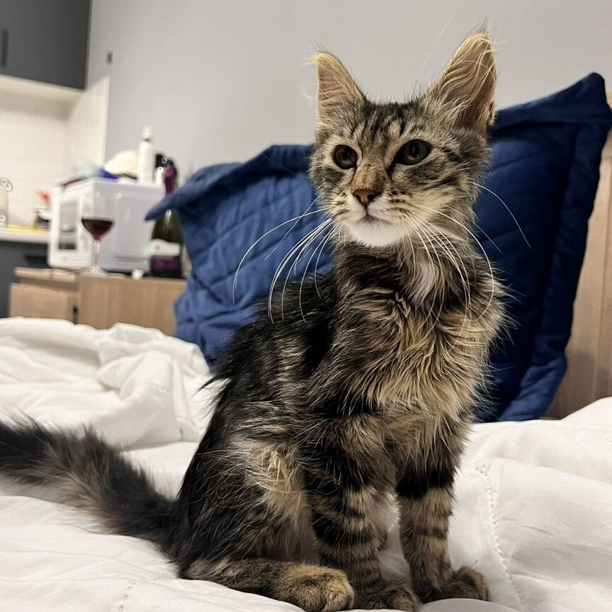 Котенок мейн-куна