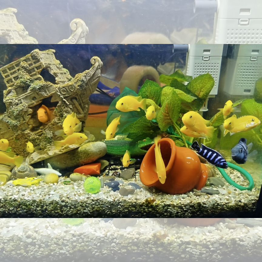 Аквариумные рыбки цихлиды