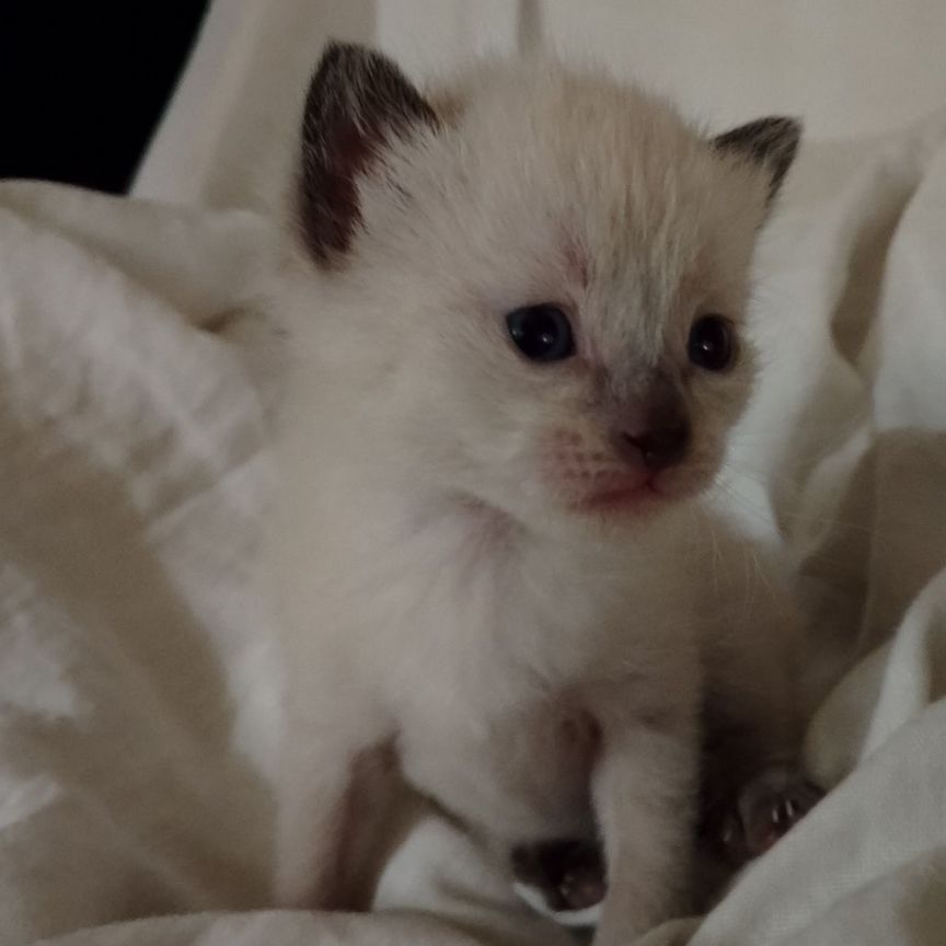 Тайские котята