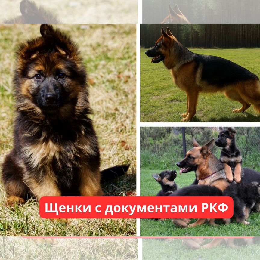 Немецкая овчарка, щенок