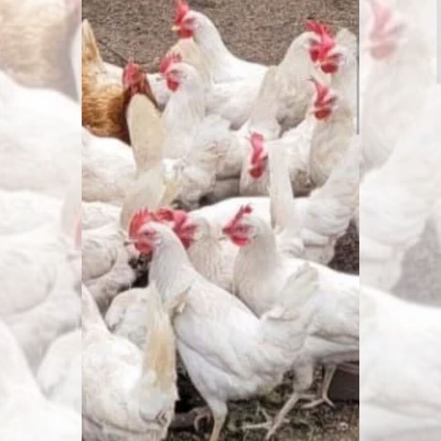 Куры несушки продам
