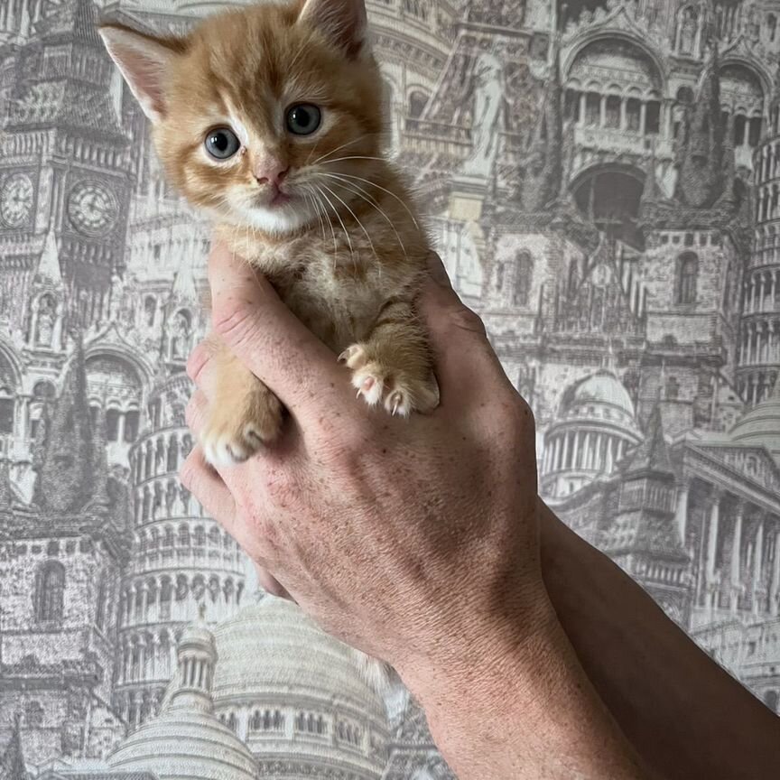 Отдам котят