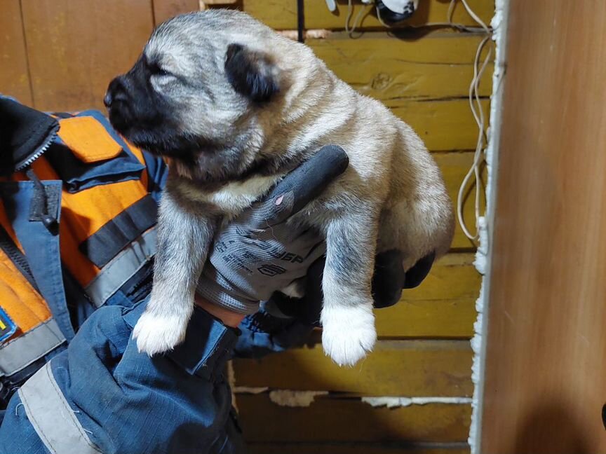 Продам щенков алабая