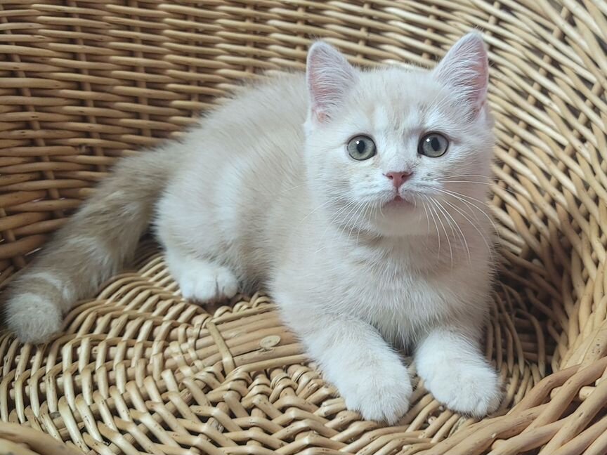 Британские котята
