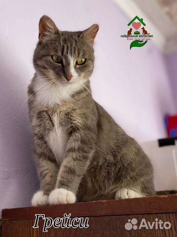 Кошка кошечка в добрые руки