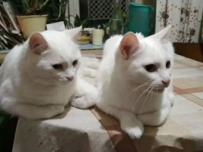 Кошка в дар, ситуация SOS