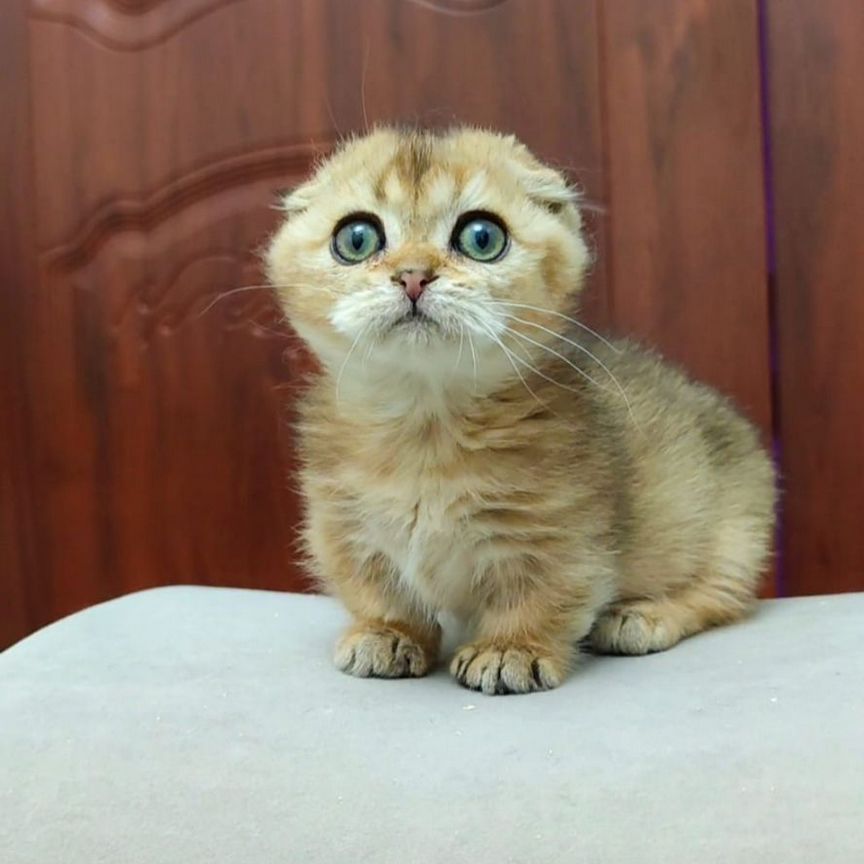 Манчкин килт котята выбор