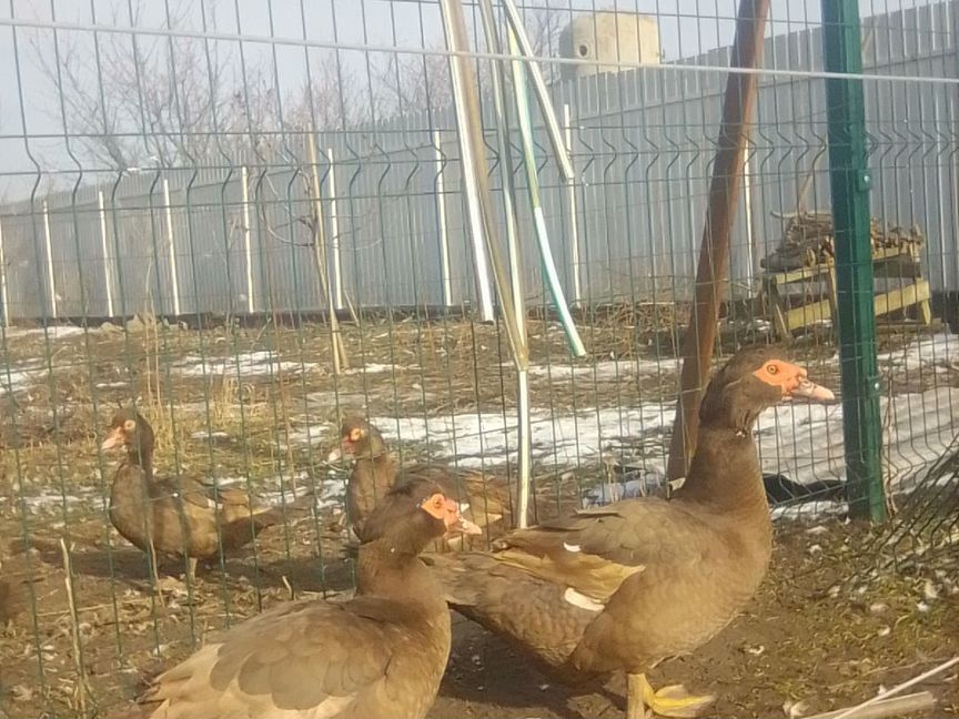 Мускусные утки