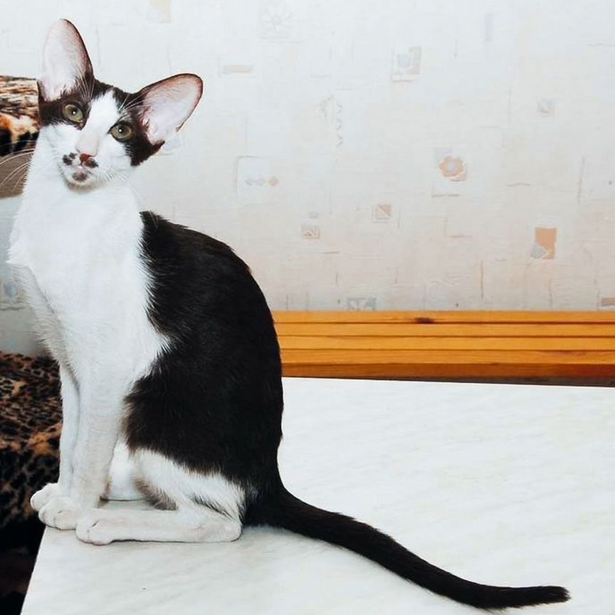 Кошка в добрые руки,ориентал