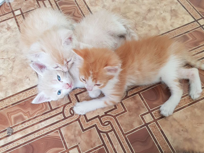 Кошки в добрые руки бесплатно