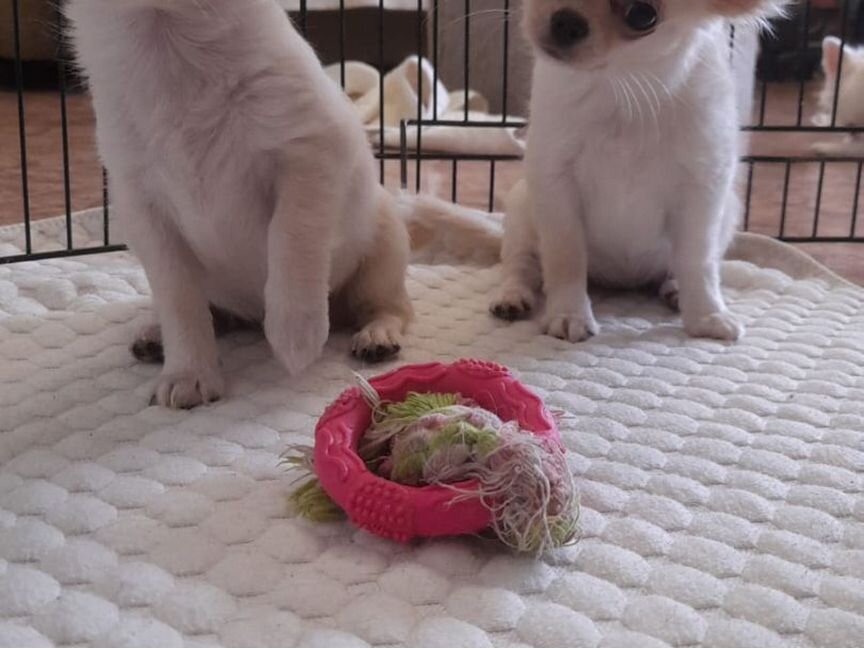 Маленькие беляночки