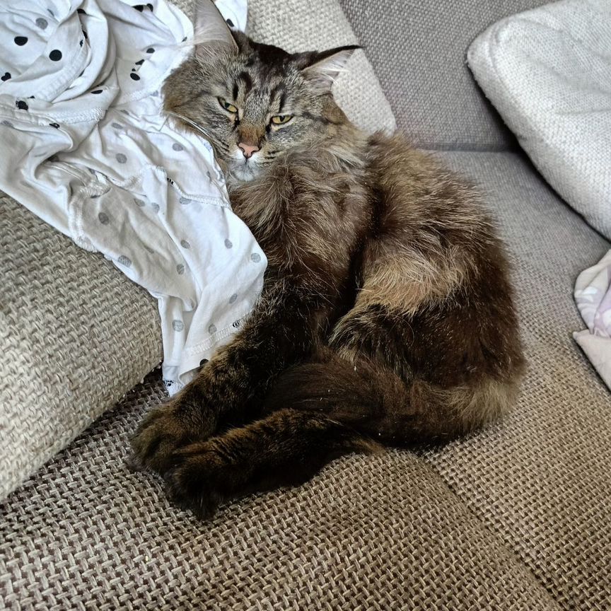 Кот Леня 2 года