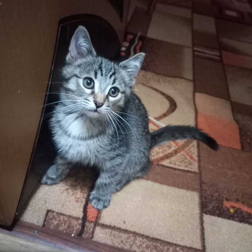 Отдам в добрые руки кошечку. Ласковая, игривая