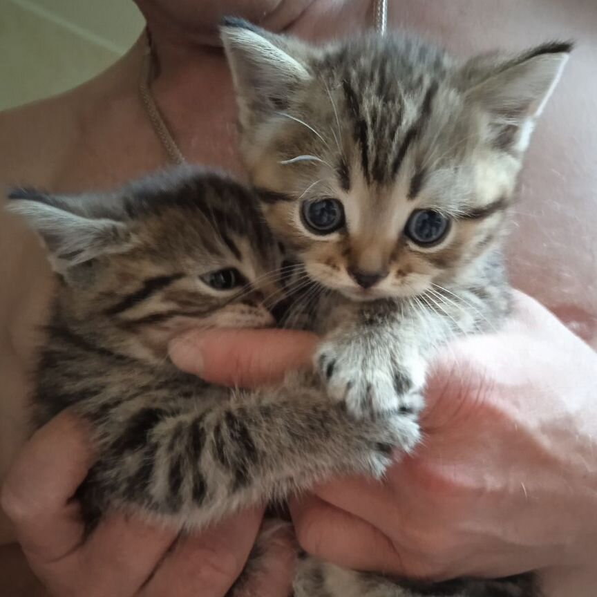 Британские котята