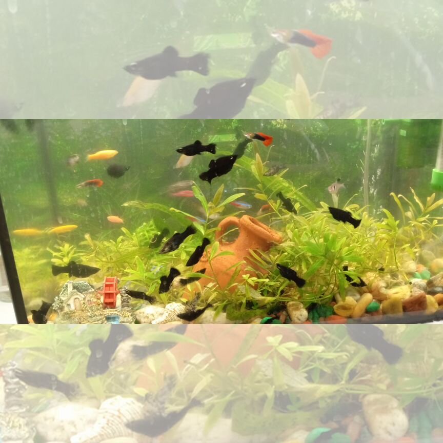 Аквариумные рыбки малинезии