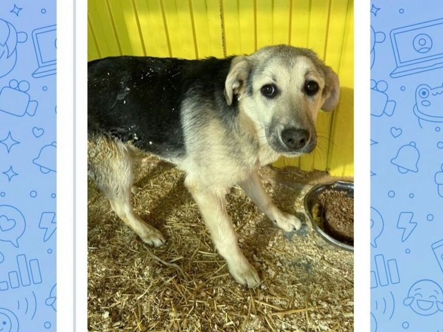 Кобель в добрые руки