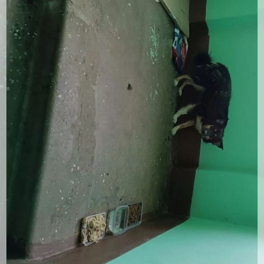 Взрослая собака в добрые руки