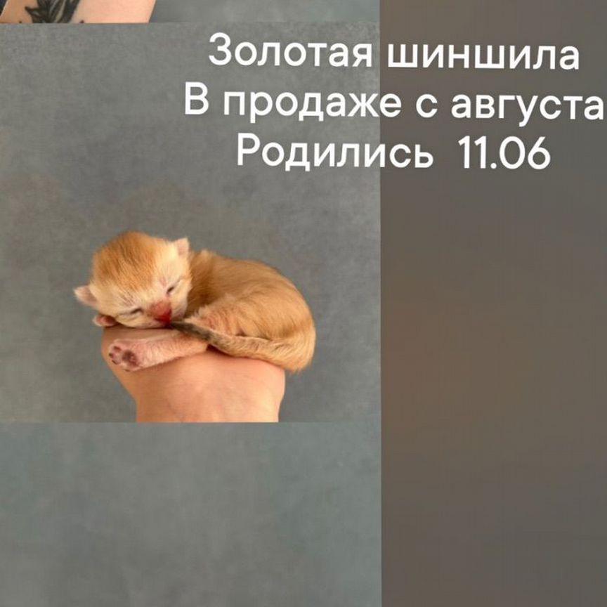 Котята