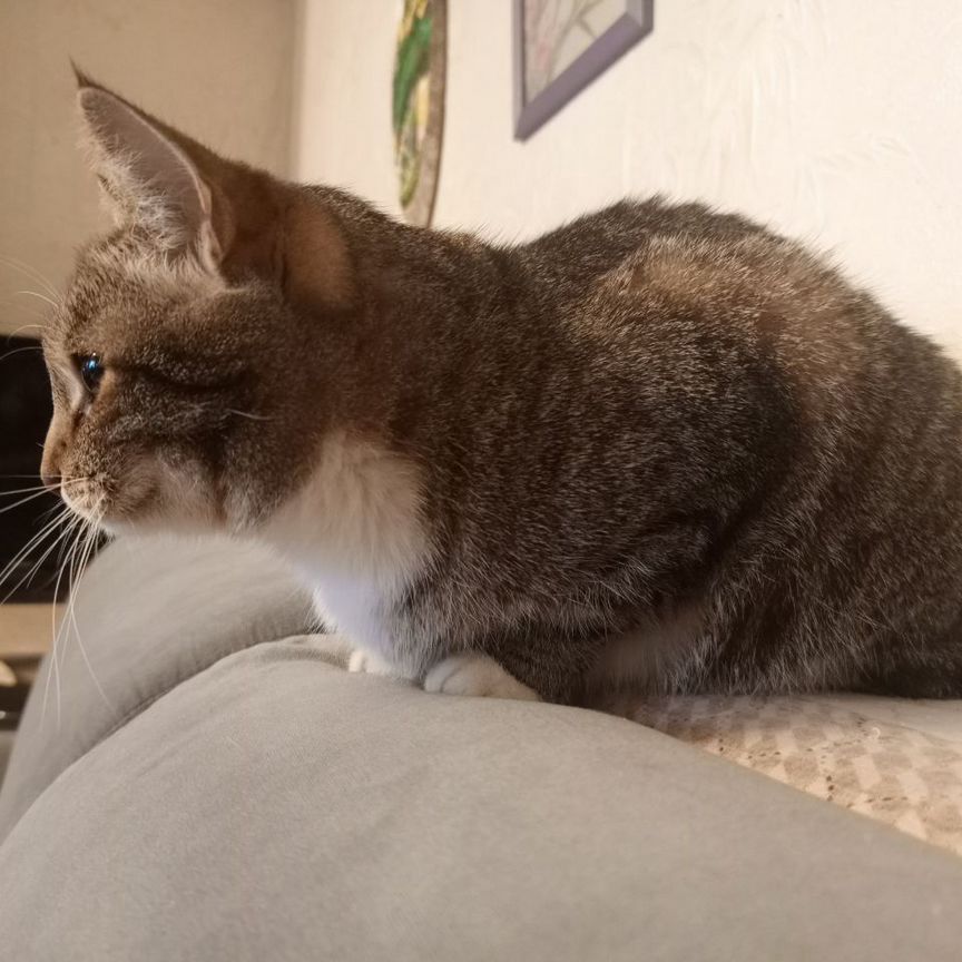 Отдам кошку в добрые руки