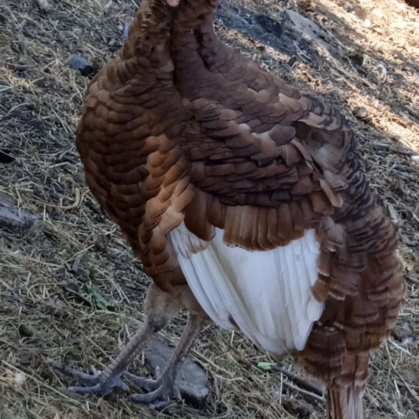 Индюки и индюшки