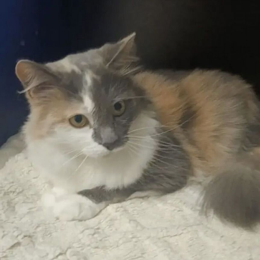 Взрослая, кошка в добрые руки