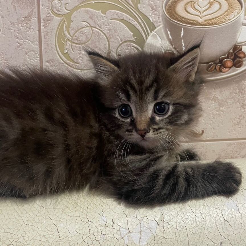 Котёнок в добрые руки