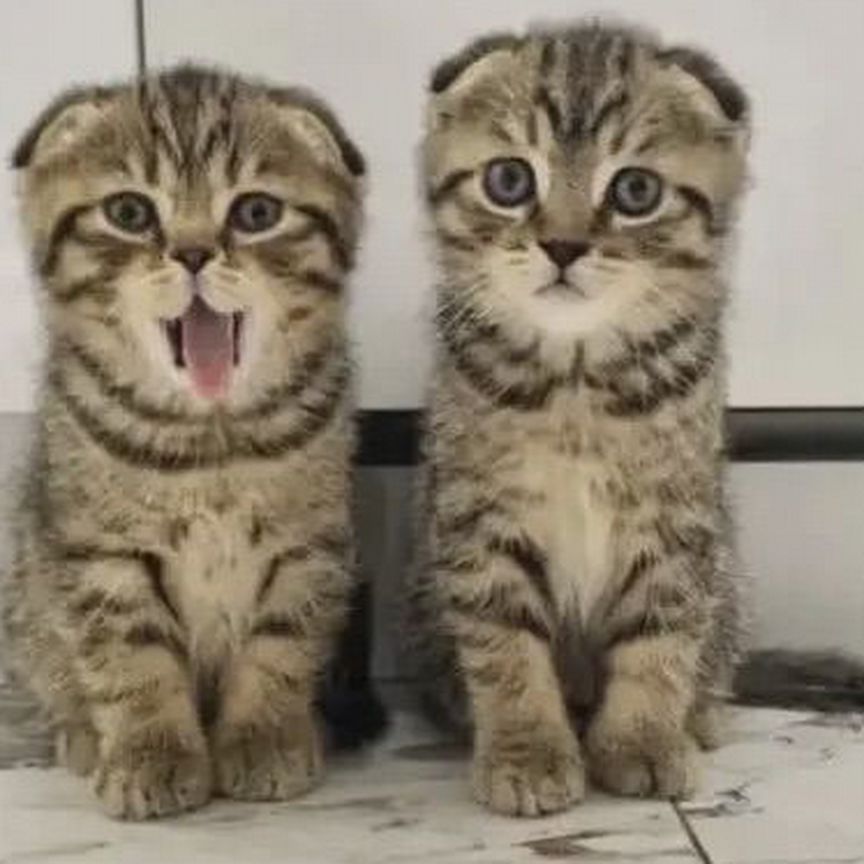 Шотландский вислоухий короткошёрстный котёнок
