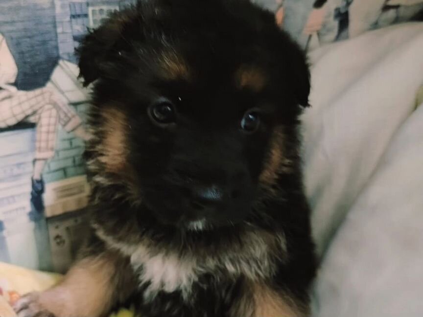 Щенки 1месяца в добрые руки