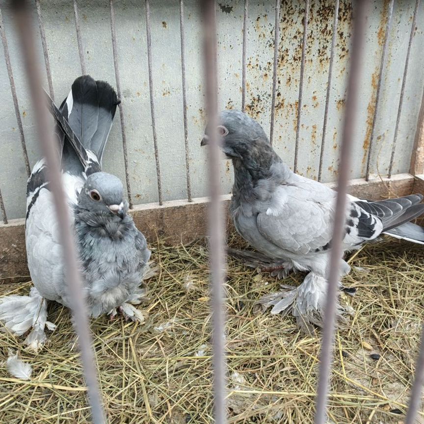 Продажа голубей