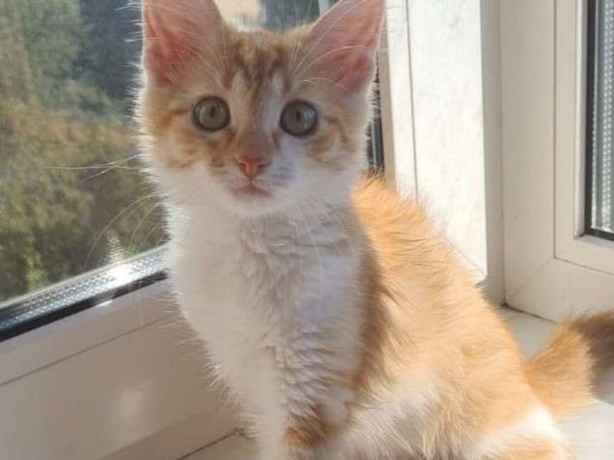 Котенок с грустным взглядом