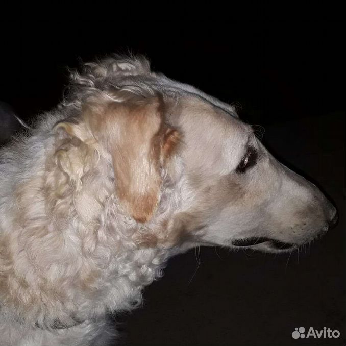 Русская борзая