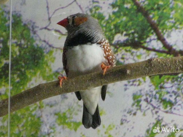 Зебровые амадины