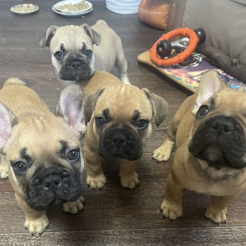 Французский бульдог, щенок