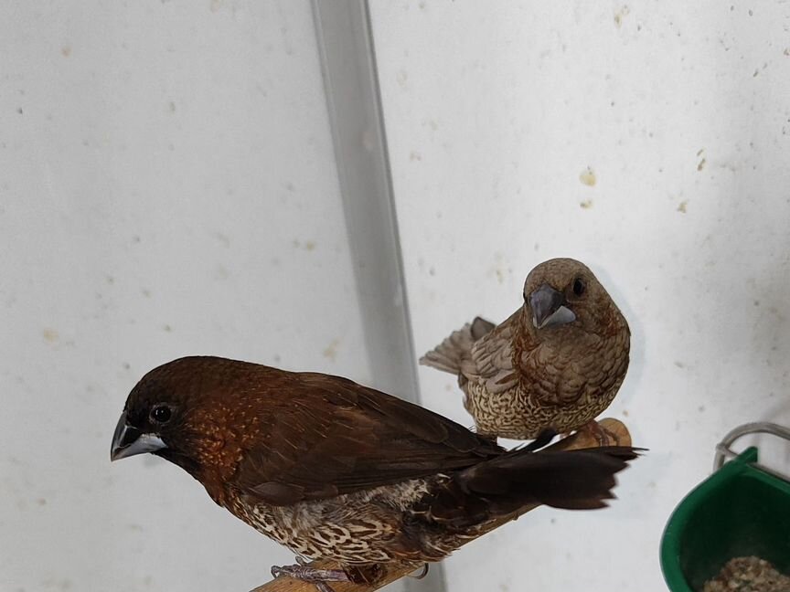 Бронь Японская амадина чешуйчатая пара