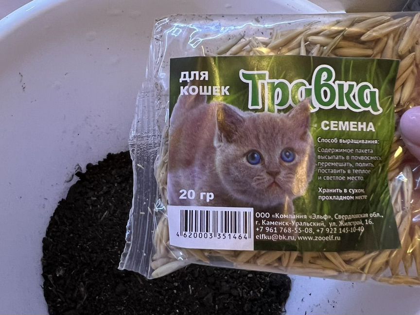 Трава для кошек