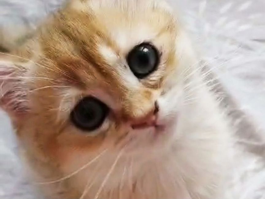 Британская золотая шиншилла Нюша с родословной