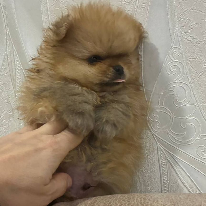 Померанский шпиц, щенок