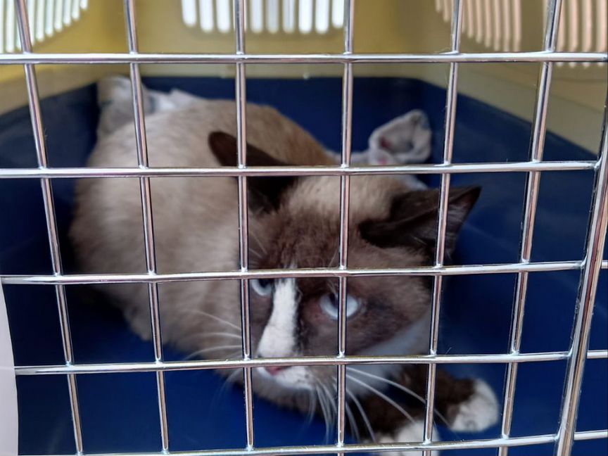 Кошечка в добрые руки