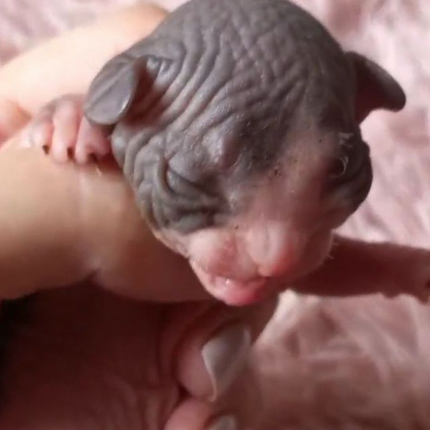 Кошечка эльф