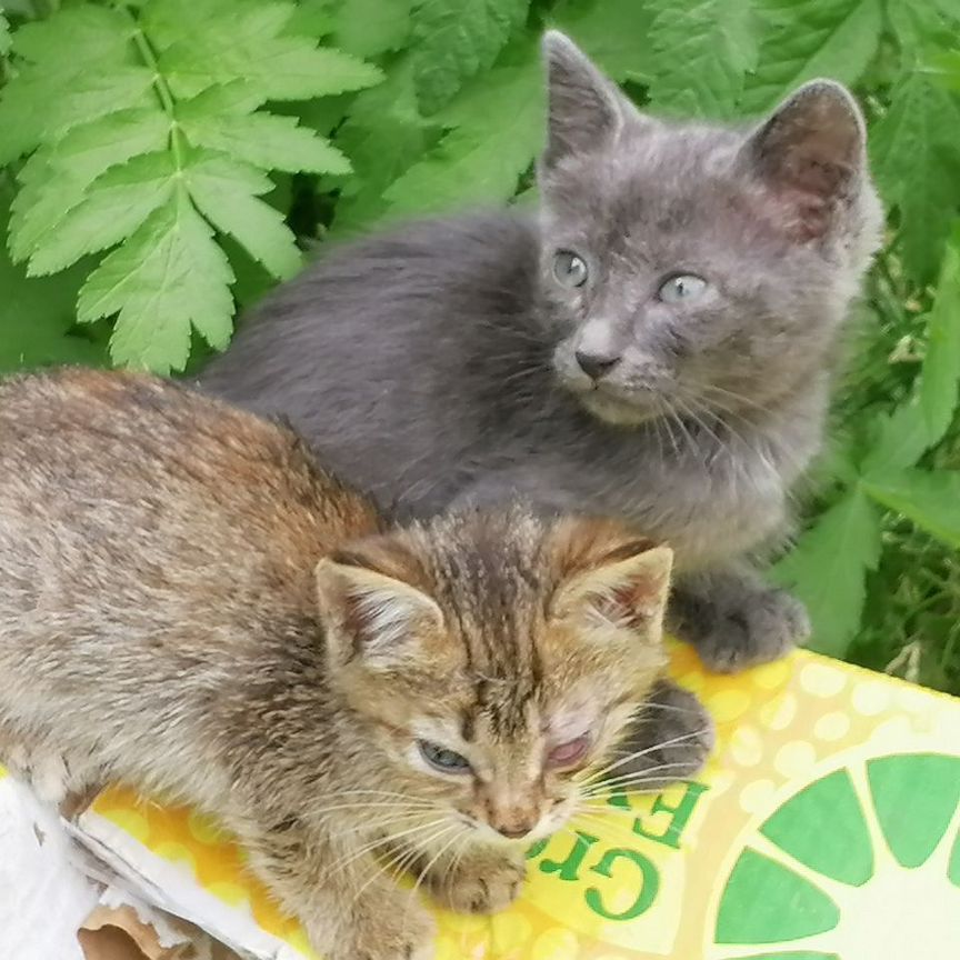 Котята в добрые руки