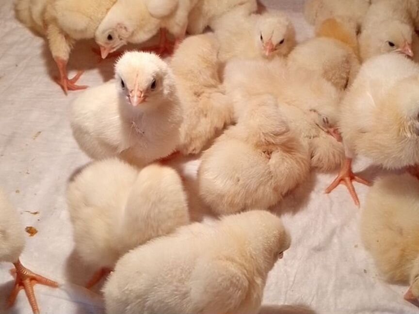 Цыплята бройлеры