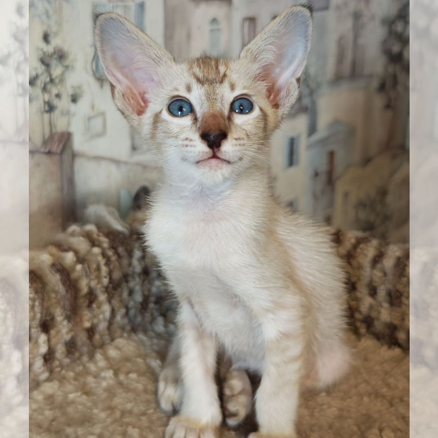 Ориентальный котёнок