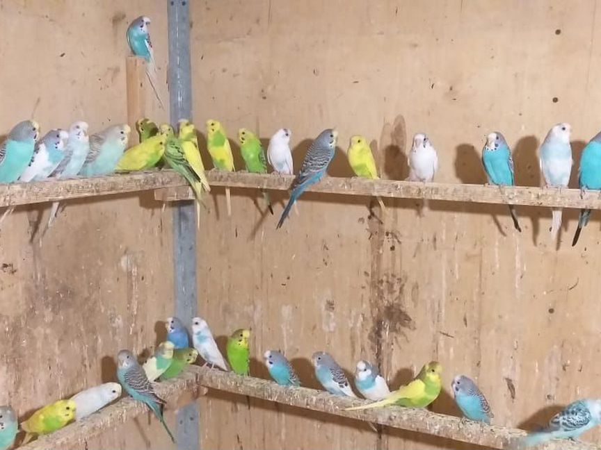 Волнистый попугай